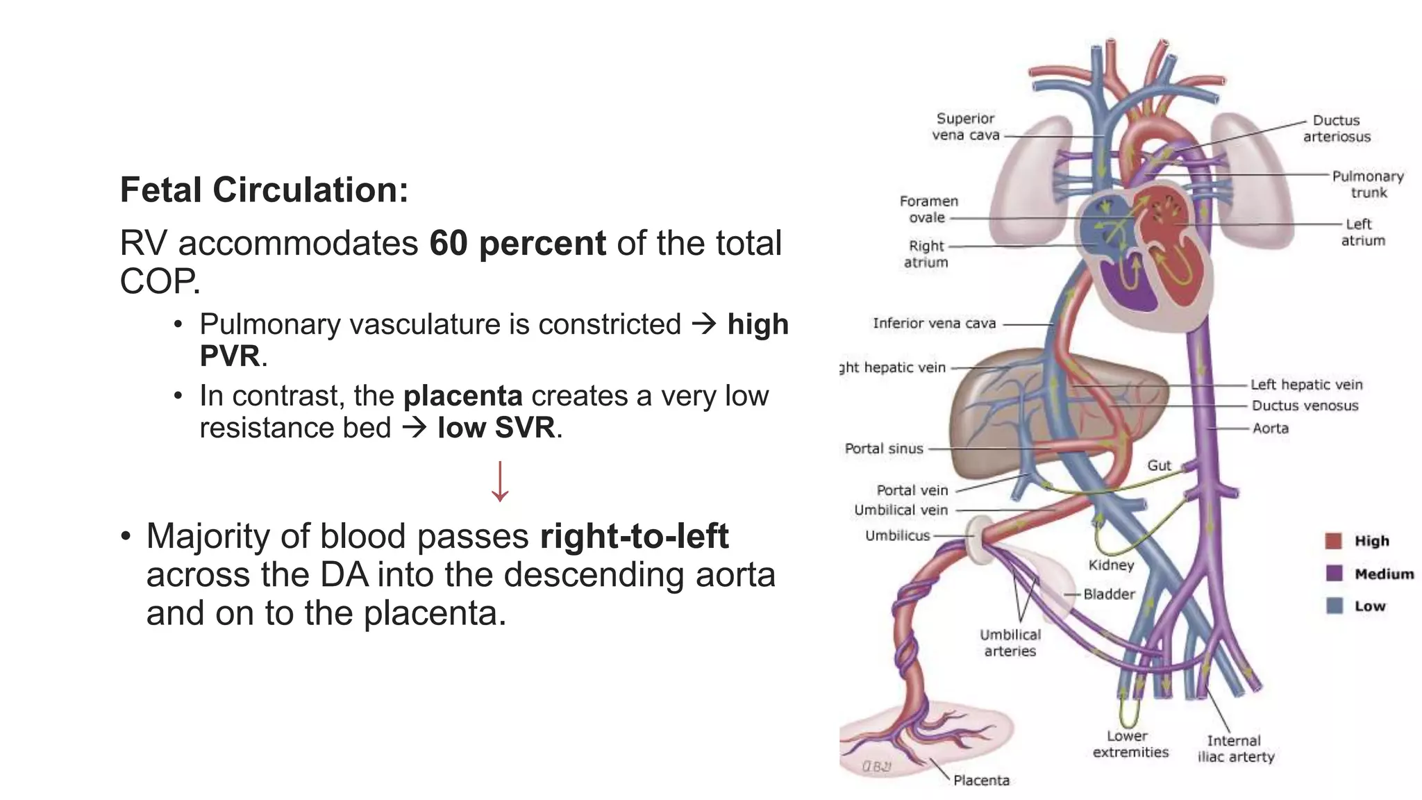 Patent Ductus Arteriosus (PDA) Echocardiographic Assessment: Anatomy ...