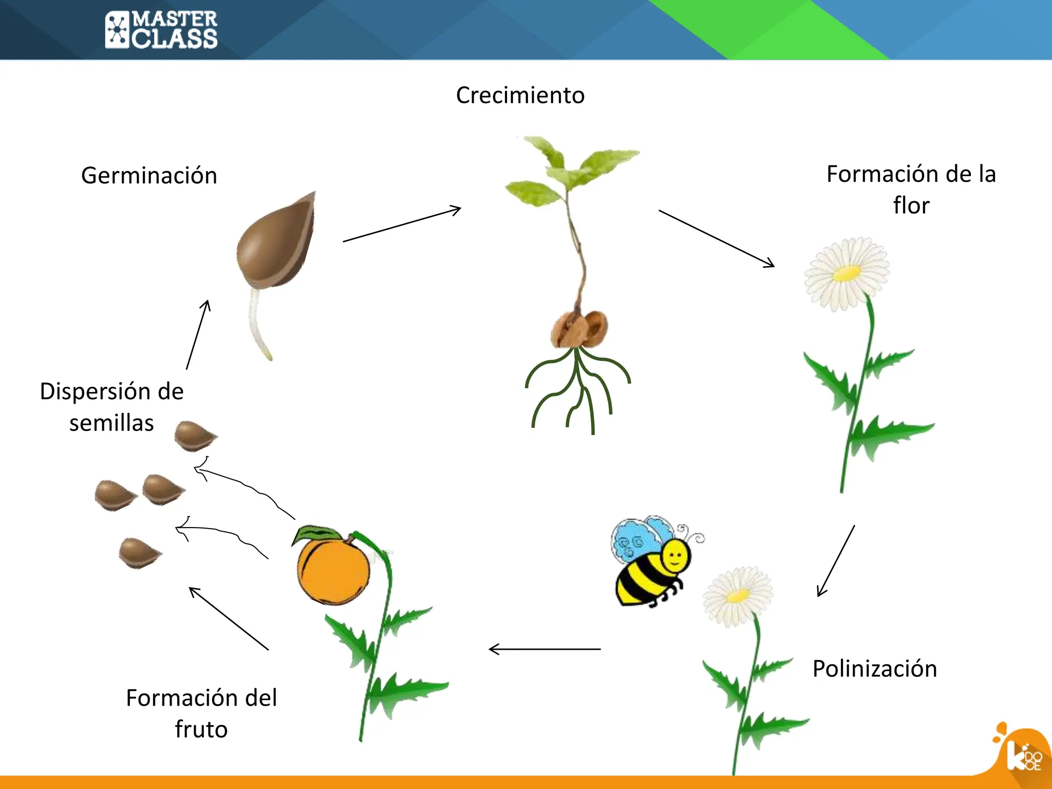 Base teorica Necesidades de las plantas.pptx