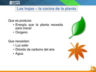Base teorica Necesidades de las plantas.pptx