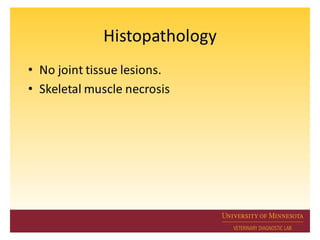 Dr. Stephanie Rossow - Diagnostic Work-Up & Differential Diagnoses ...