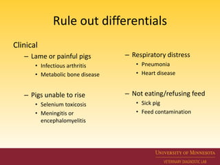 Dr. Matt Sturos - Tremors, Down Pigs And Muscle Necrosis. An Unusual ...