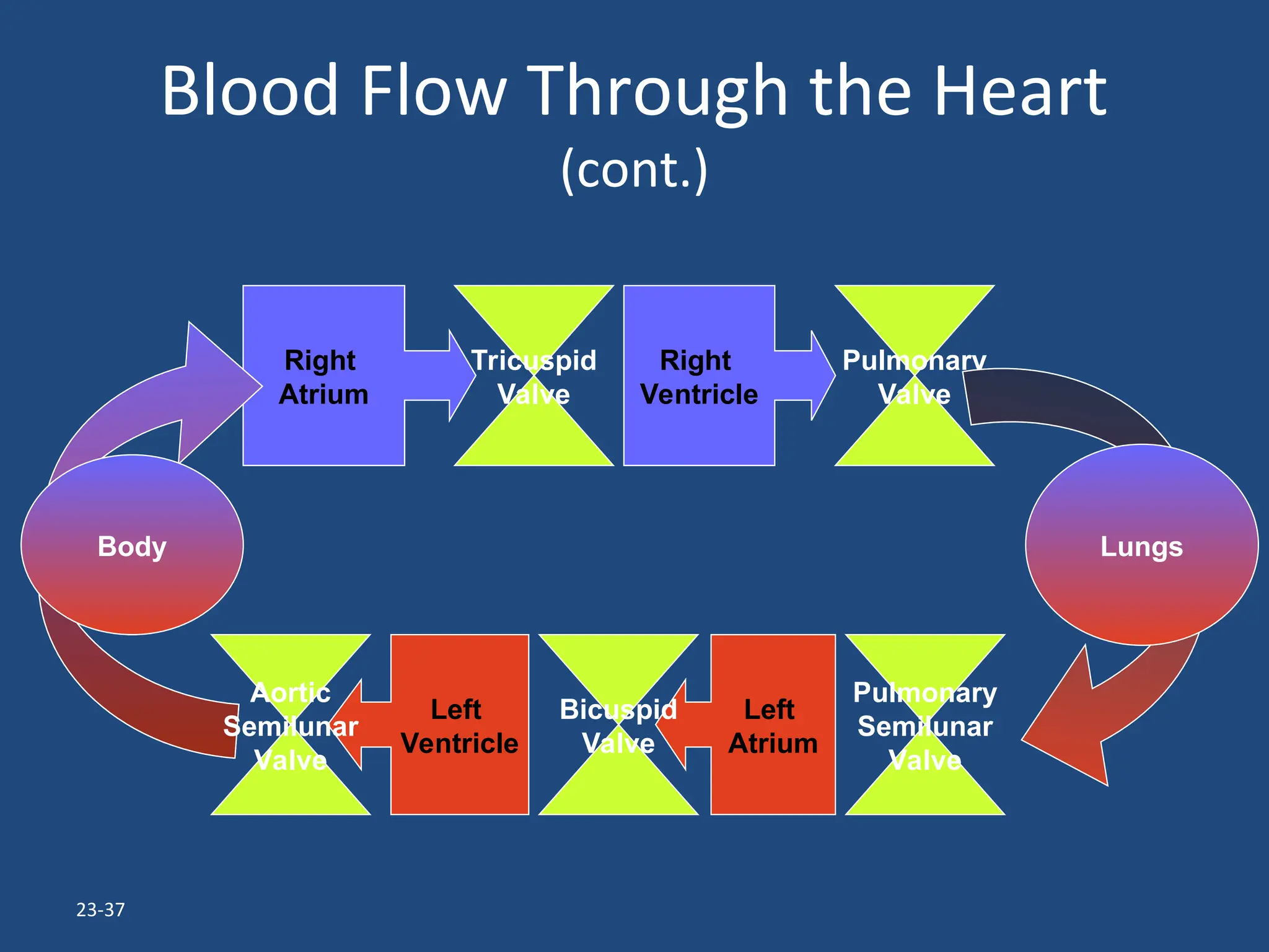 Cardivascular system - 1509719315CVS1.ppt