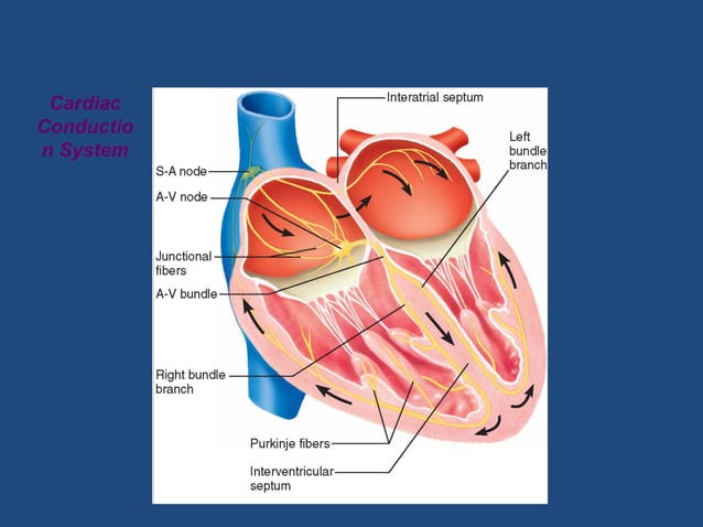 Cardivascular system - 1509719315CVS1.ppt