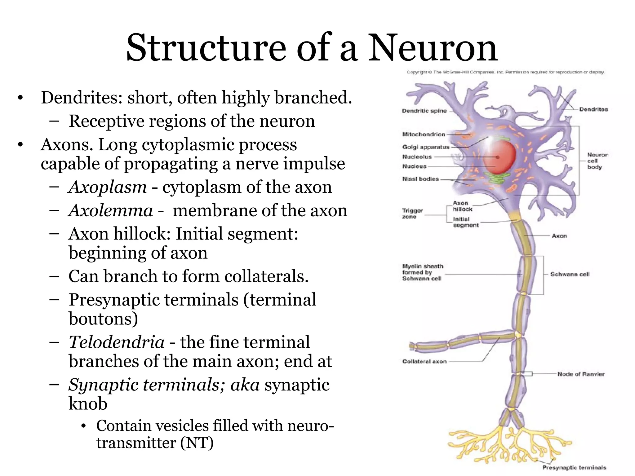 150 ch11 neurology | PPT