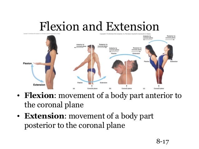Anatomical Terms Of Movement Flexion Rotation