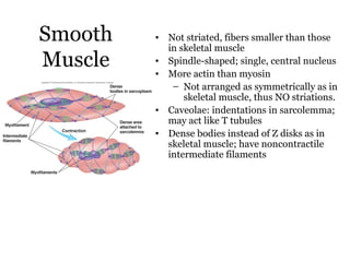 150 ch9 muscle | PPT