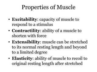 150 ch9 muscle | PPT