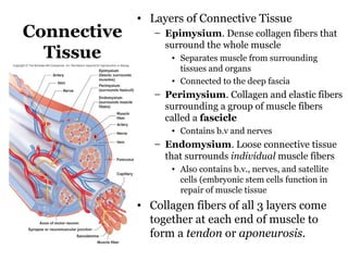 150 ch9 muscle | PPT
