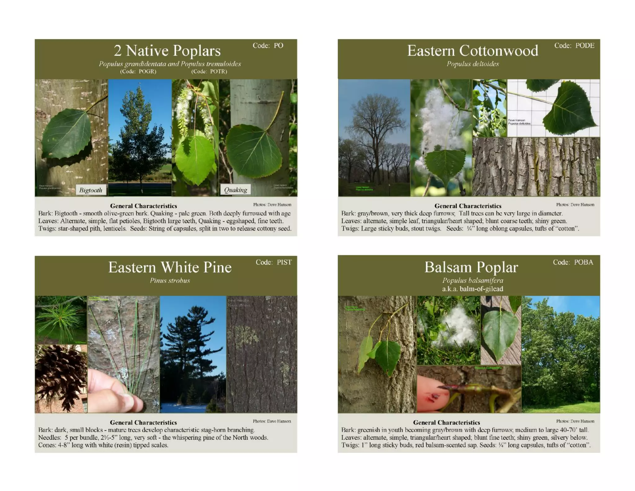 Minnesota Tree Identification Cards 3.5x5 inch | PDF