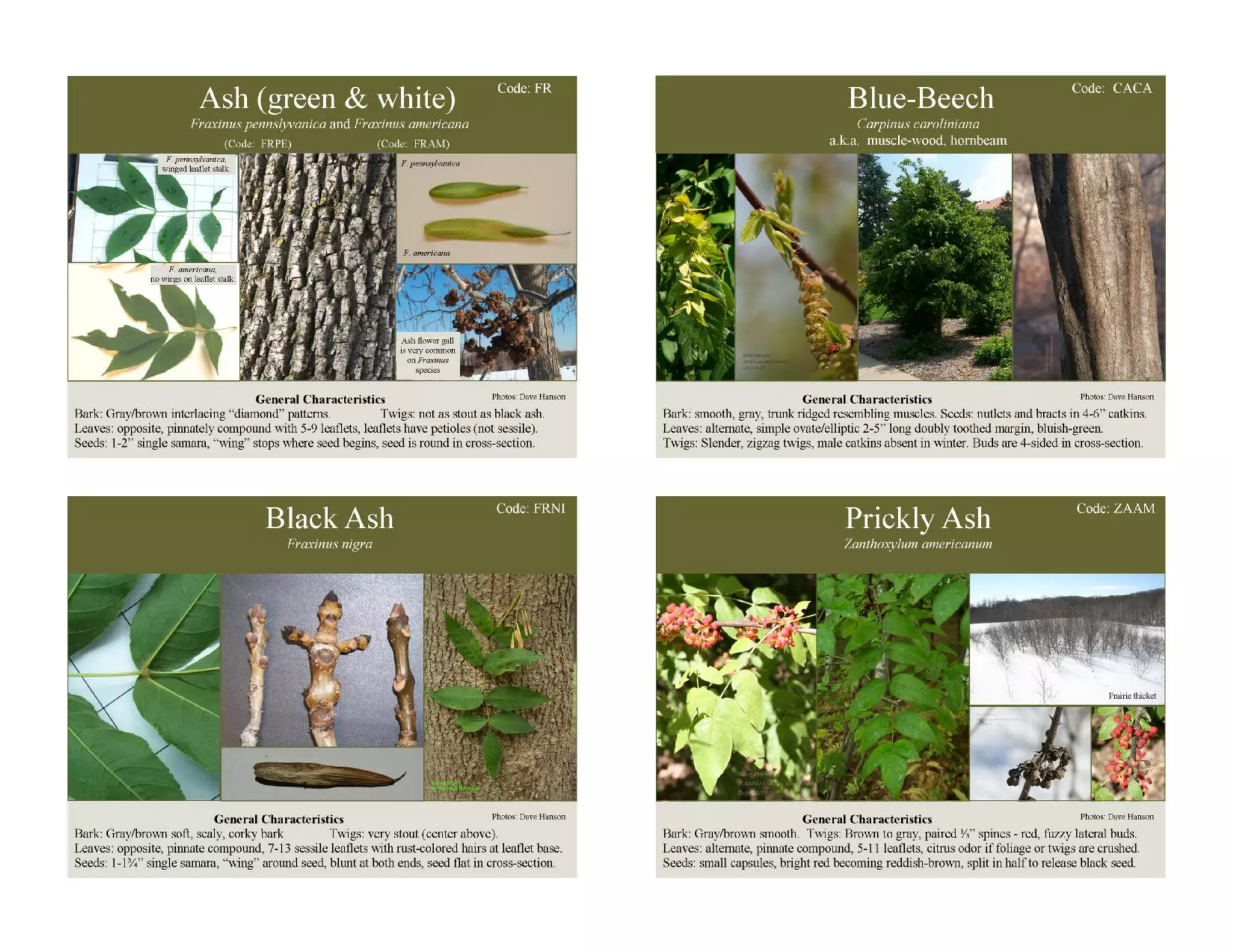 Minnesota Tree Identification Cards 3.5x5 inch | PDF