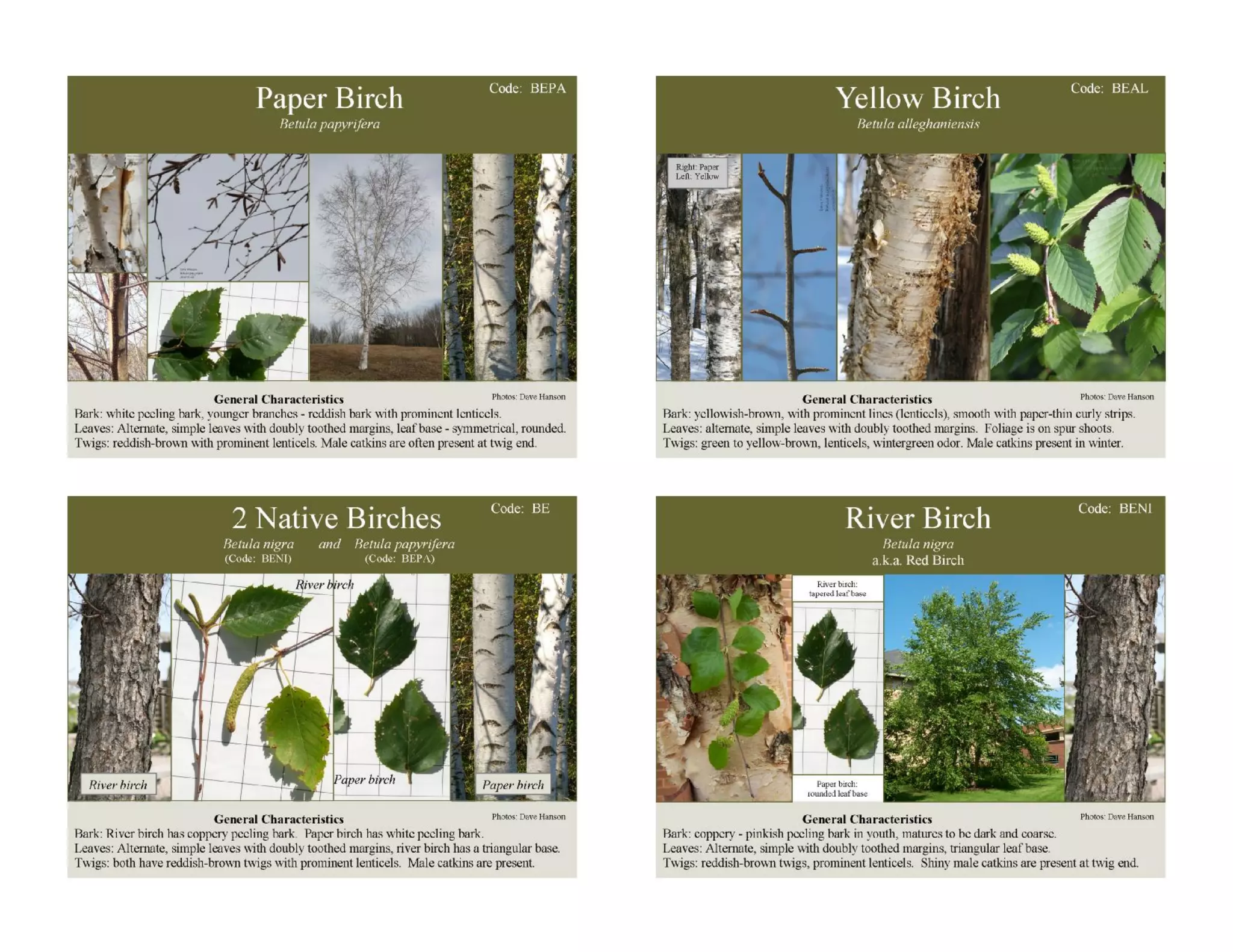 Minnesota Tree Identification Cards 3.5x5 inch | PDF