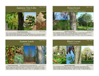Minnesota Tree Identification Cards 3.5x5 inch | PDF