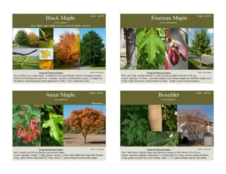 Minnesota Tree Identification Cards 3.5x5 inch | PDF