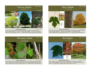 Minnesota Tree Identification Cards 3.5x5 inch | PDF