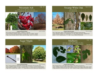 Minnesota Tree Identification Cards 3.5x5 inch | PDF