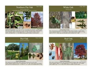 Minnesota Tree Identification Cards 3.5x5 inch | PDF