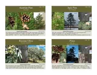 Minnesota Tree Identification Cards 3.5x5 inch | PDF