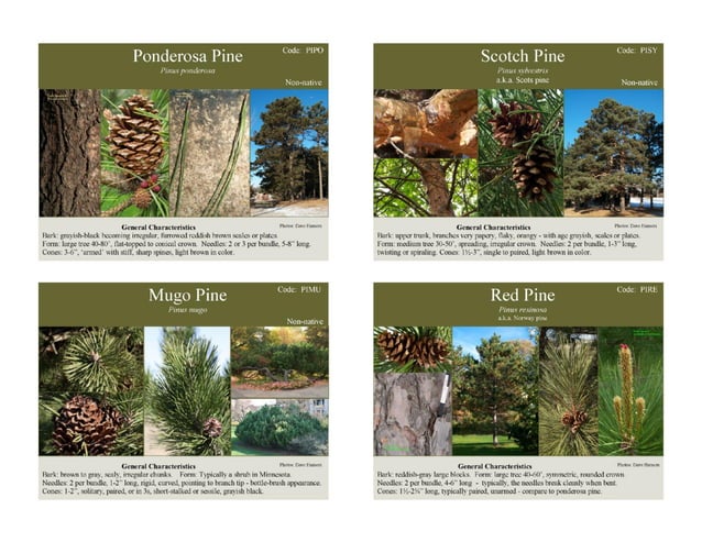 Minnesota Tree Identification Cards 3.5x5 inch | PDF