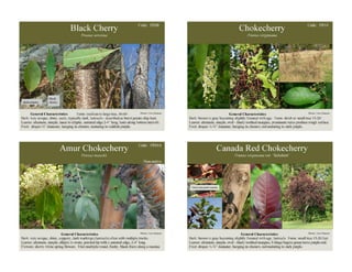 Minnesota Tree Identification Cards 3.5x5 inch | PDF | Technology ...