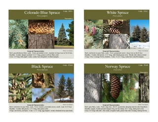 Minnesota Tree Identification Cards 3.5x5 inch | PDF | Technology ...