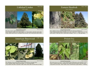 Minnesota Tree Identification Cards 3.5x5 inch | PDF | Technology ...