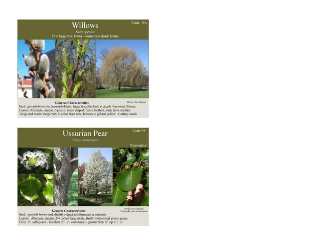 Minnesota Tree Identification Cards 3.5x5 inch | PDF