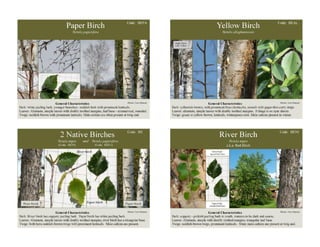 Minnesota Tree Identification Cards 3.5x5 inch | PDF