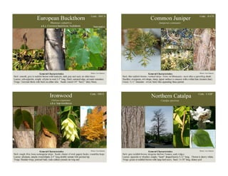 Minnesota Tree Identification Cards 3.5x5 inch | PDF