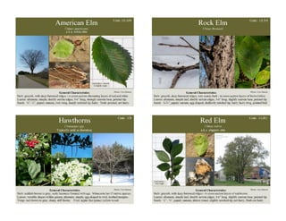 Minnesota Tree Identification Cards 3.5x5 inch | PDF