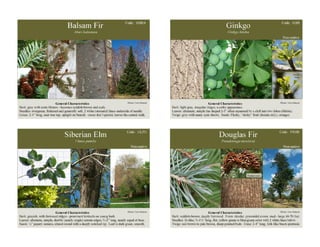 Minnesota Tree Identification Cards 3.5x5 inch | PDF