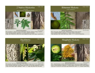 Minnesota Tree Identification Cards 3.5x5 inch | PDF
