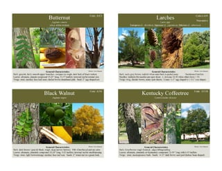 Minnesota Tree Identification Cards 3.5x5 inch | PDF