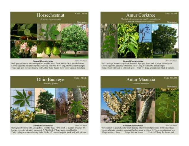 Minnesota Tree Identification Cards 3.5x5 inch