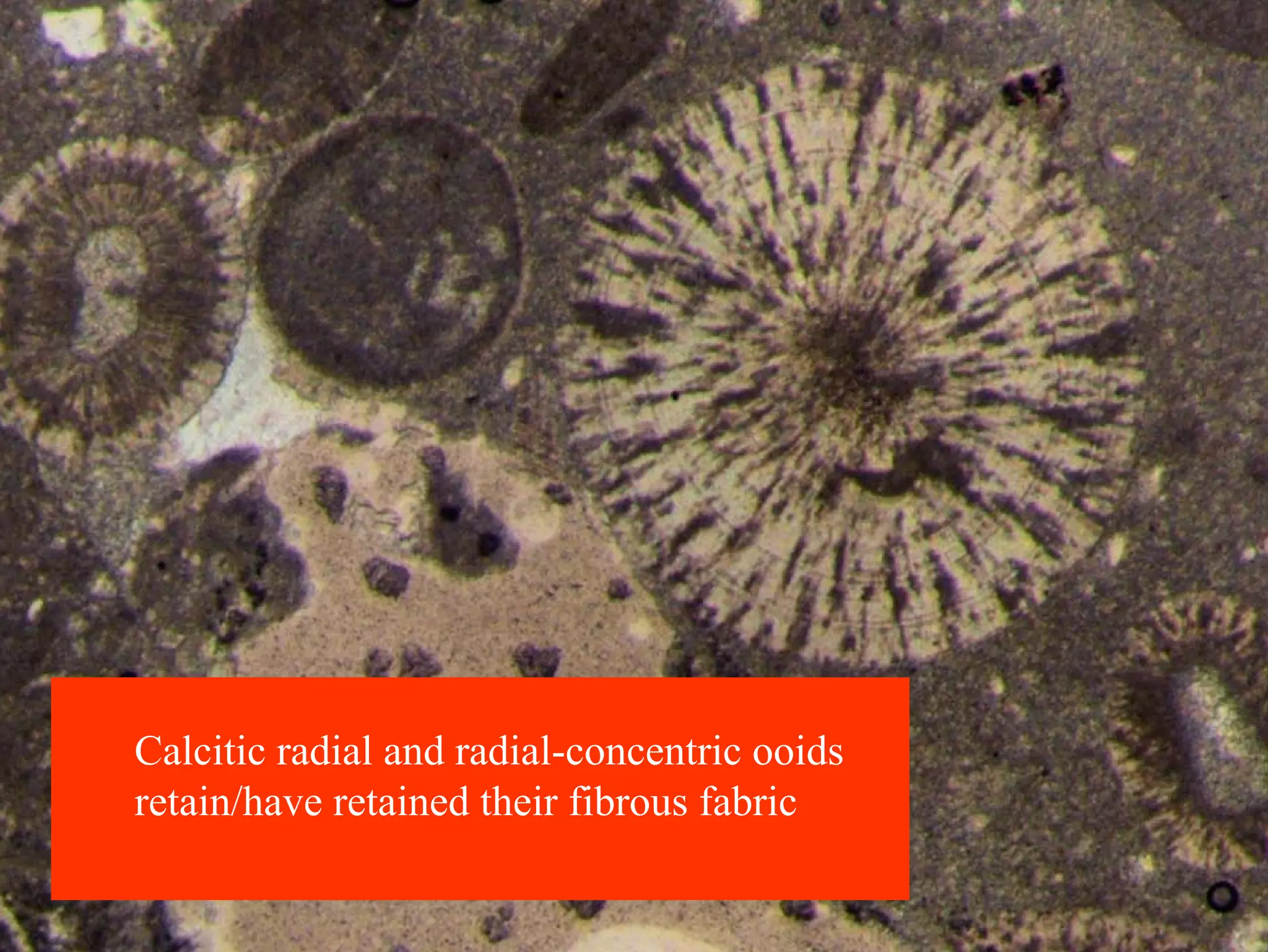 Late versus early leachings of ooid cortices: Facts, findings and ...