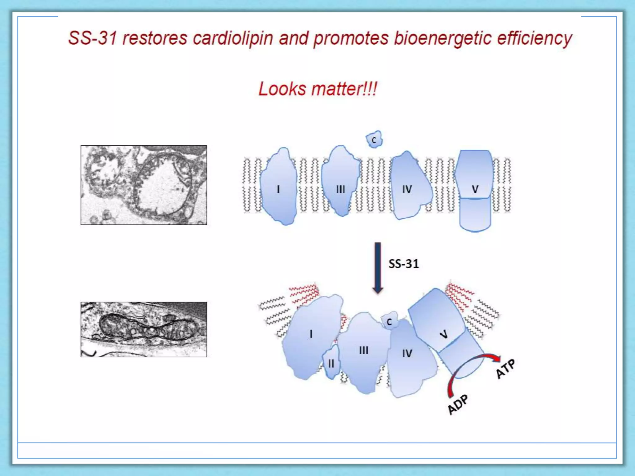 MitoAction Mitochondrial Myopathy | PPTX