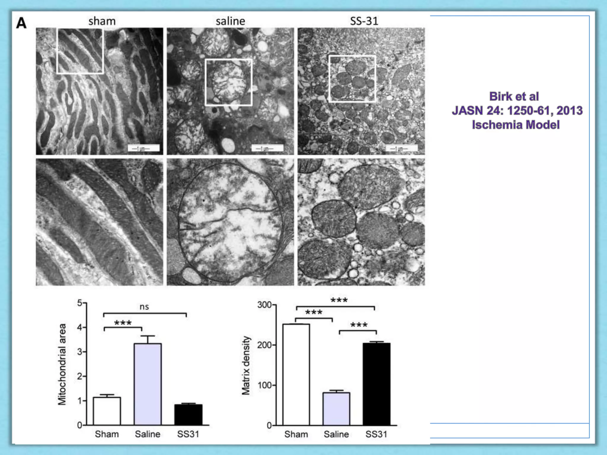 MitoAction Mitochondrial Myopathy | PPTX