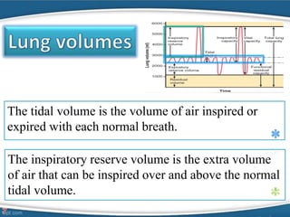Physiology of lung volumes and capacities | PDF