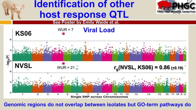 Dr. Jack Dekkers - Genetics of Host Resistance to PRRS and PCV2 | PPT