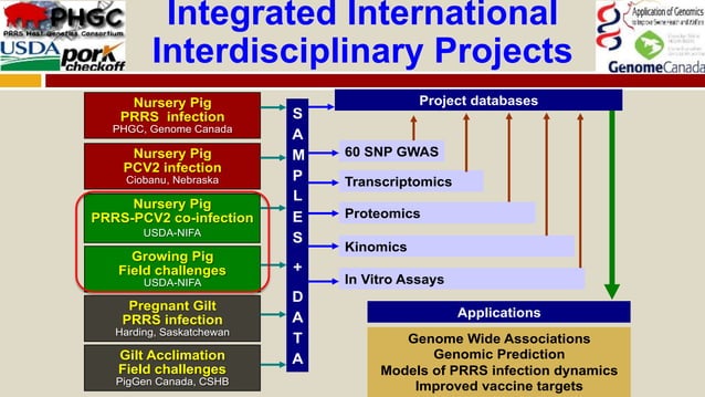 Dr. Jack Dekkers - Genetics of Host Resistance to PRRS and PCV2 | PPT