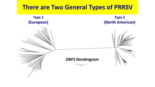 Dr. Mike Murtaugh - PRRS '174' - What are we learning about PRRSV ...