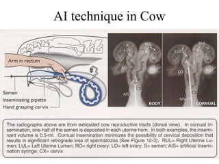 15 & 16 ther 608 sperm transport- fertilization-cleavage | PPT