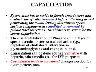 15 & 16 ther 608 sperm transport- fertilization-cleavage | PPT