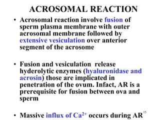 15 & 16 ther 608 sperm transport- fertilization-cleavage | PPT