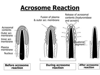 15 & 16 ther 608 sperm transport- fertilization-cleavage | PPT