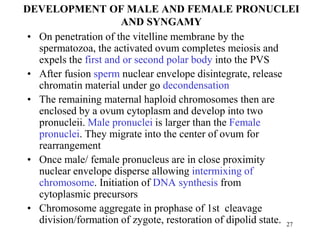 15 & 16 ther 608 sperm transport- fertilization-cleavage | PPT