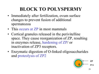 15 & 16 ther 608 sperm transport- fertilization-cleavage | PPT