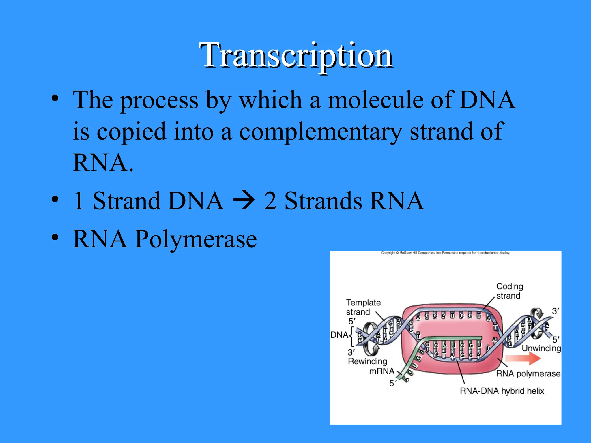 Replication Transcription Translation of DNA and RNA | PPT