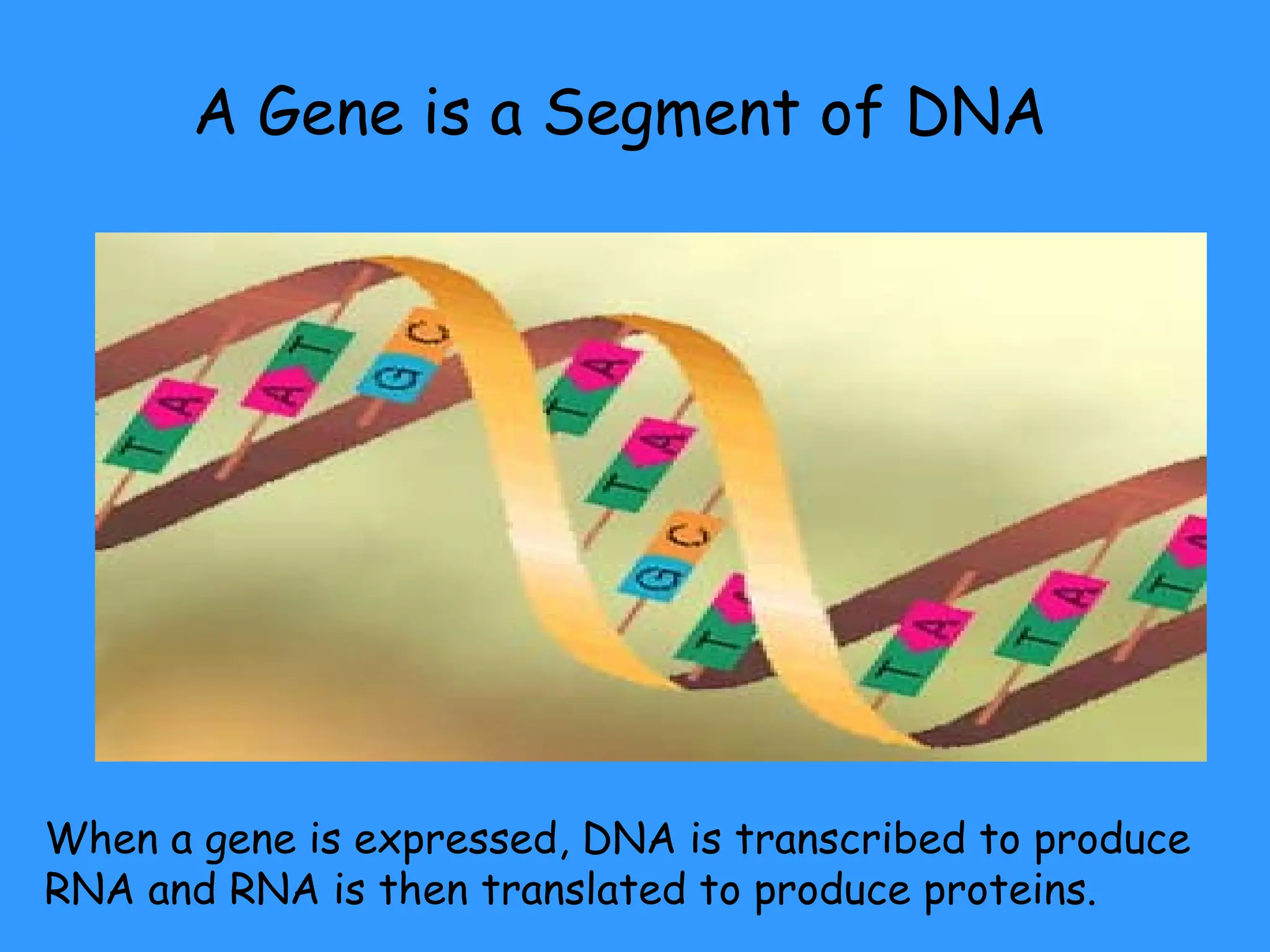 Replication Transcription Translation of DNA and RNA | PPT