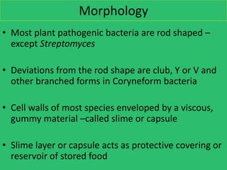 plant pathogeni bacteria and 15302738.ppt