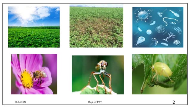 Vector borne bacterial plant pathologens interactions with hemipteran ...